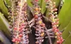 Astelia hastata – (Collospermum haastatum) Perching lily, Kahakaha ...