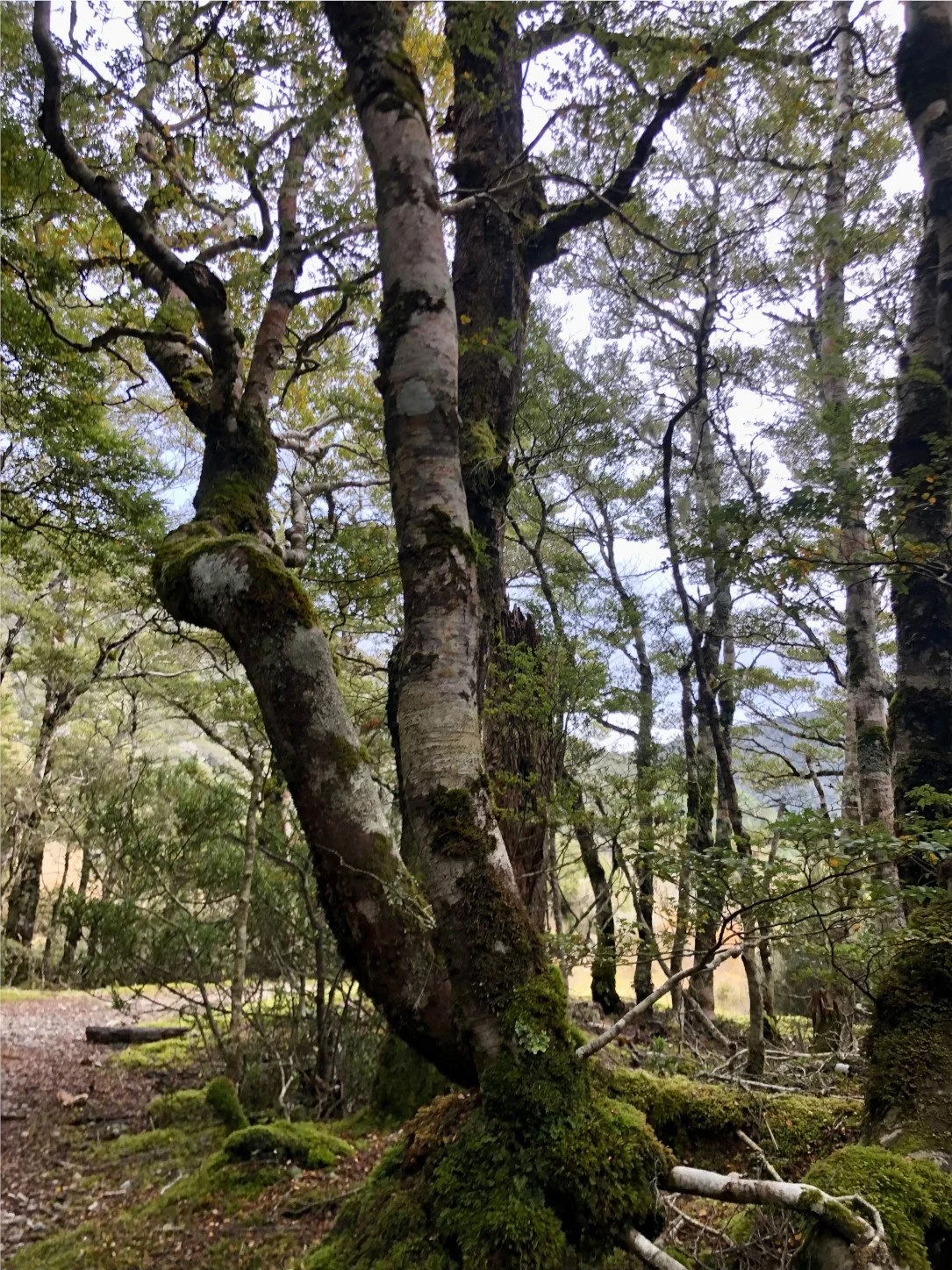 Lophozonia menziesii (Nothofagus menziesii) - Beech, Silver Beech ...