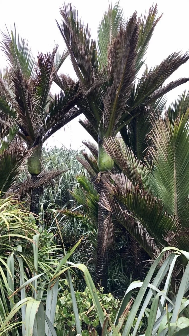 Rhopalostylis sapida - Nikau Palm — Nelson Natives
