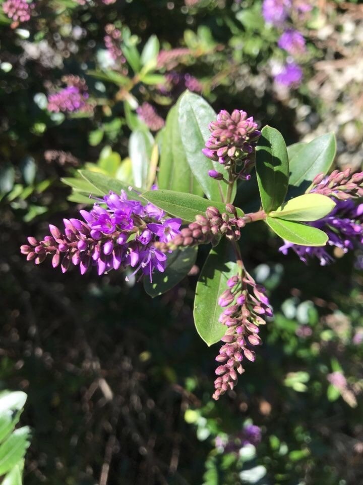 Hebe speciosa - Napuka, Titirangi — Nelson Natives