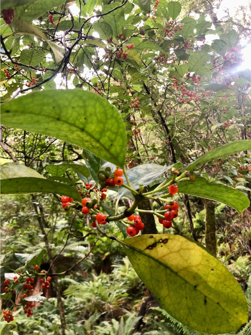 Coprosma grandifolia - Kanono, Raurekau — Nelson Natives