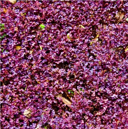 Acaena inermis Purpurea - Purple Haze | Enhance Your Garden Today ...