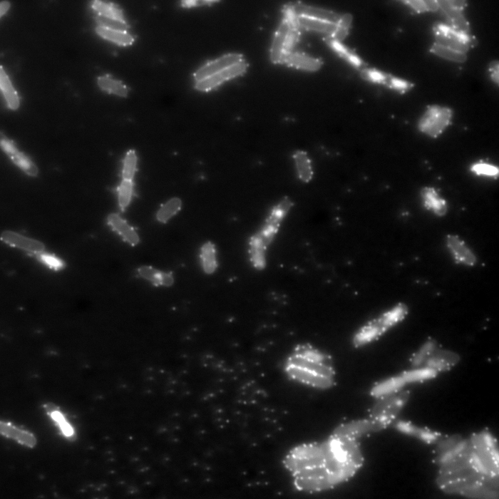 People — LeRoux Lab