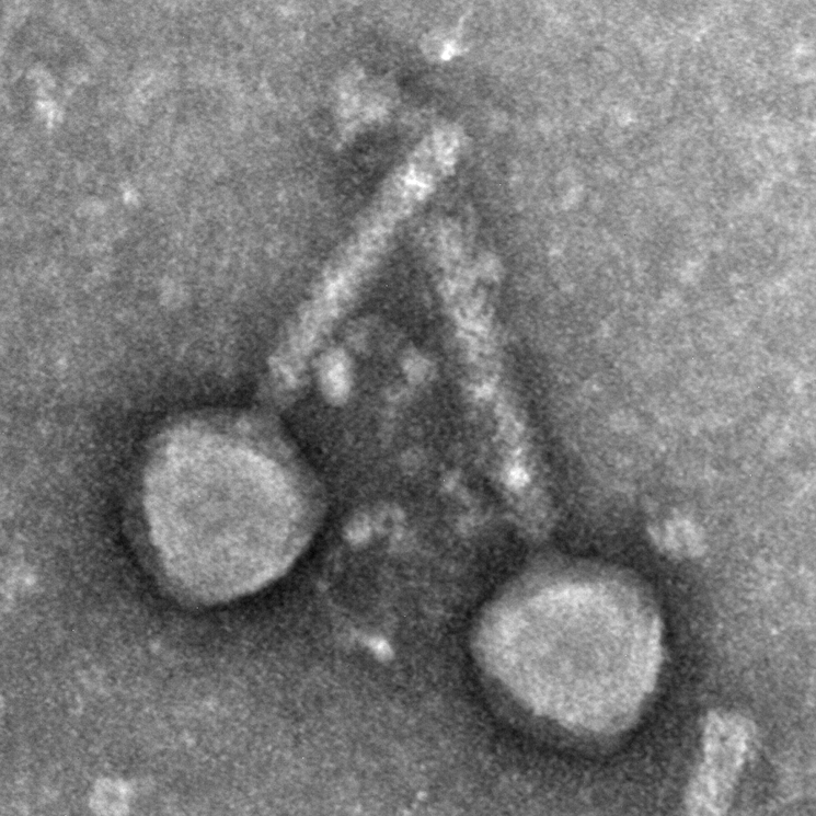 General 4 — LeRoux Lab