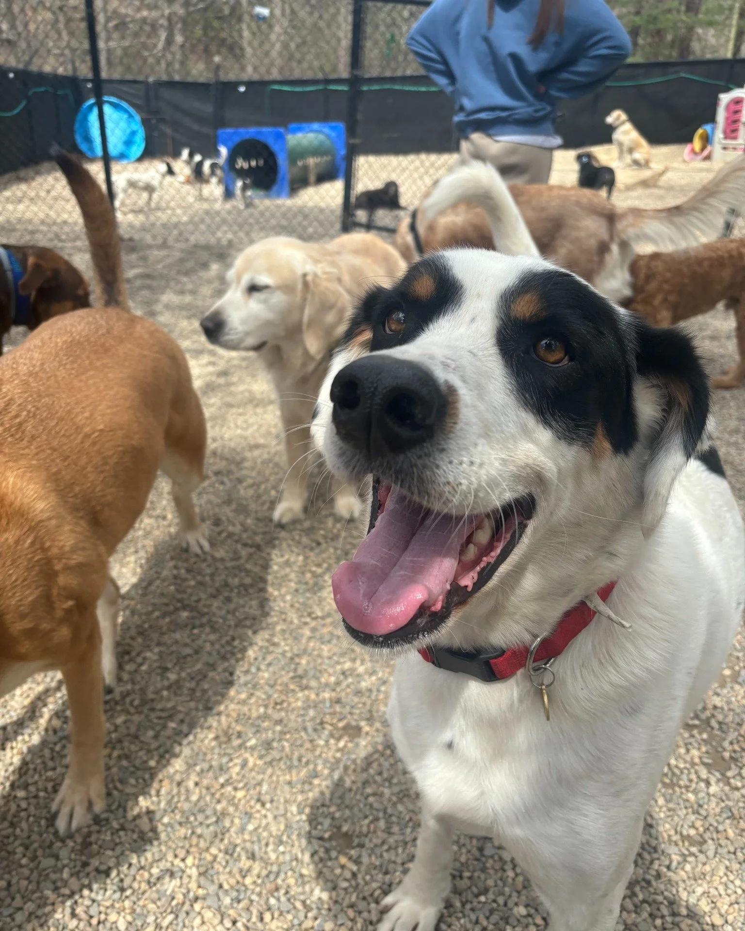 BARN DOG DAYCAMP
