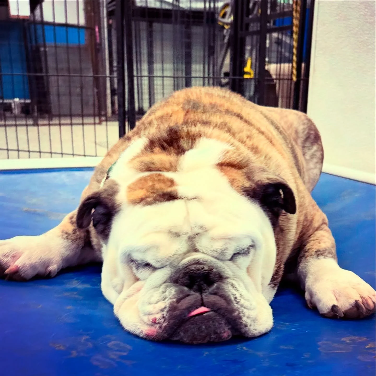 Boarding — BARN DOG DAYCAMP