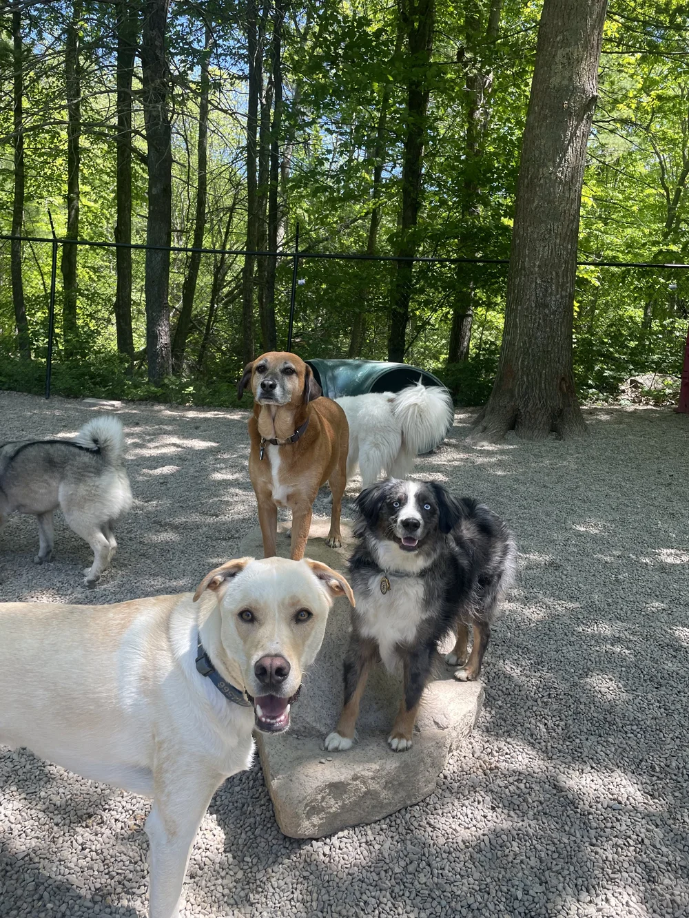 Services 2 — BARN DOG DAYCAMP
