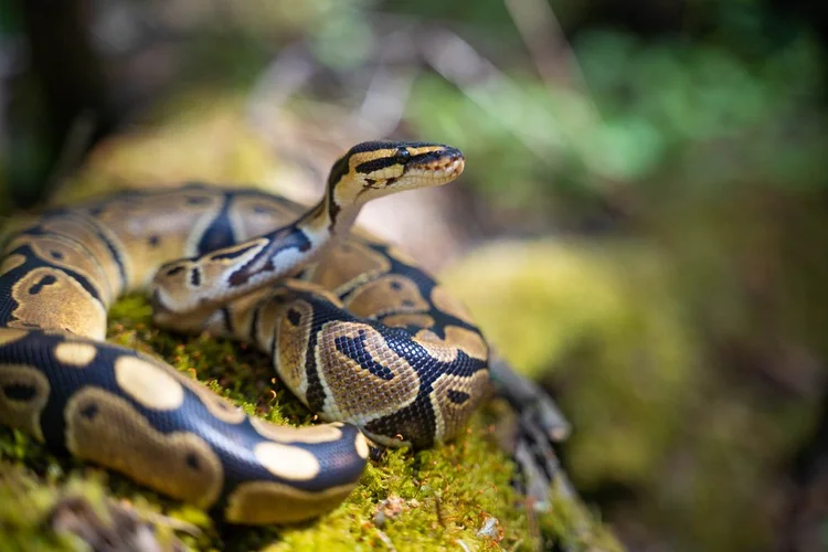 Treated Like Royalty: Evidence-Based Care for Royal/Ball Pythons ...