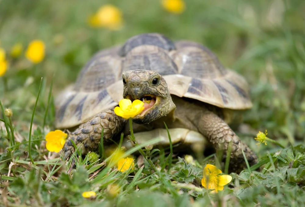 Don’t Lose Sleep Over It: Understanding Hibernation | Exotics Keeper ...