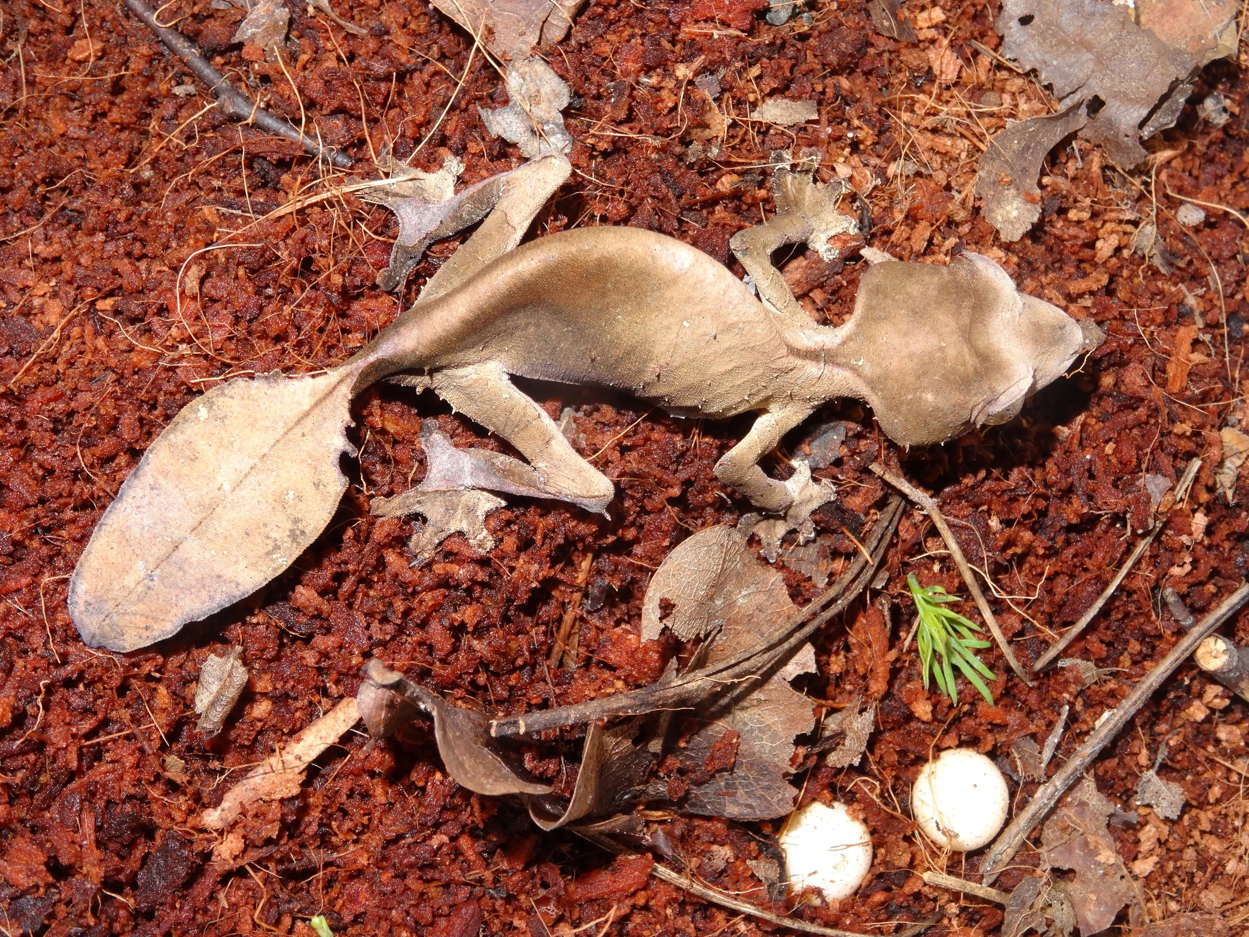 Captive Breeding Satanic Leaf-Tailed Geckos — Exotics Keeper