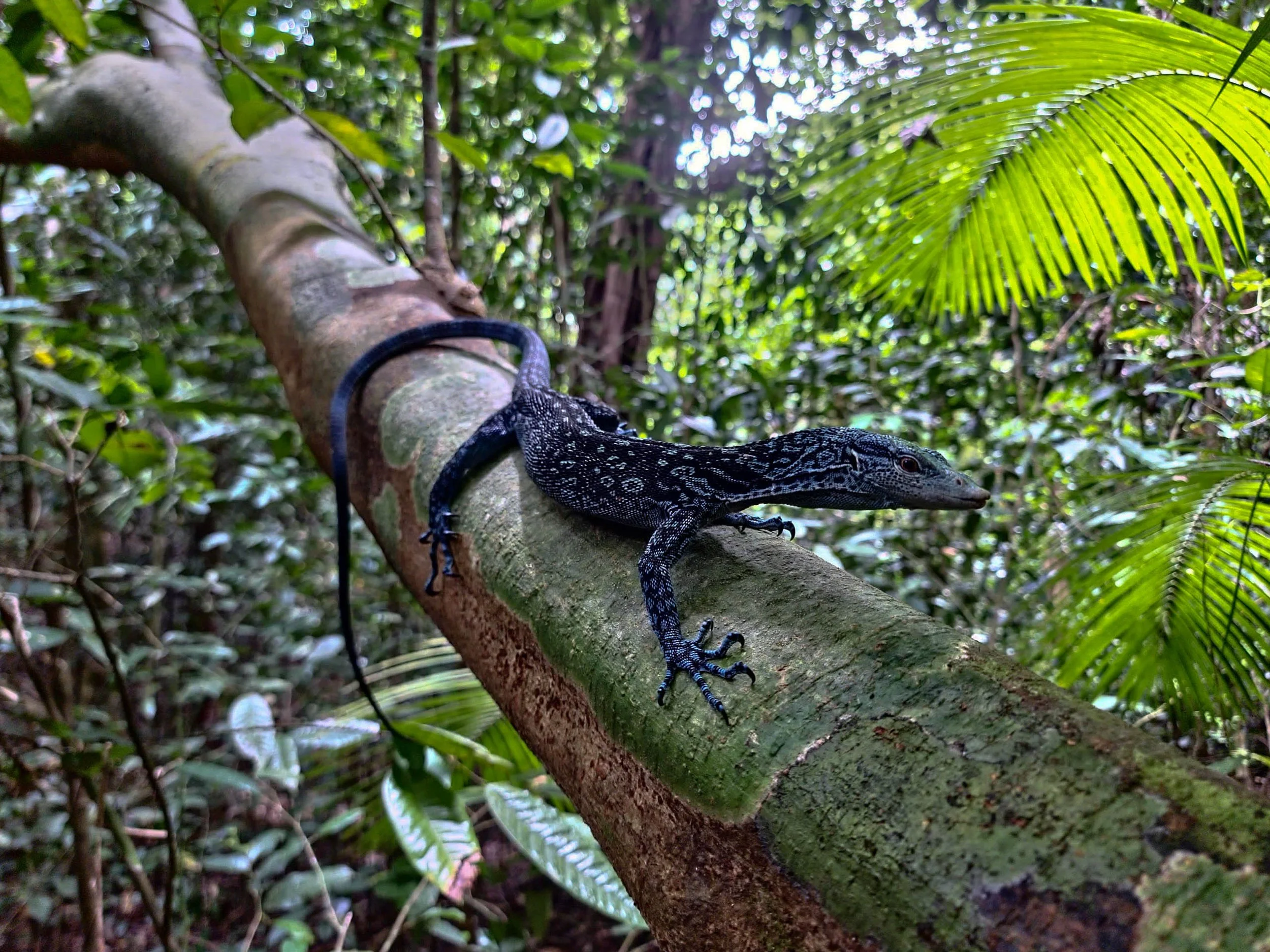 Searching for Blue Tree Monitors in the Wild | Exotics Keeper Magazine
