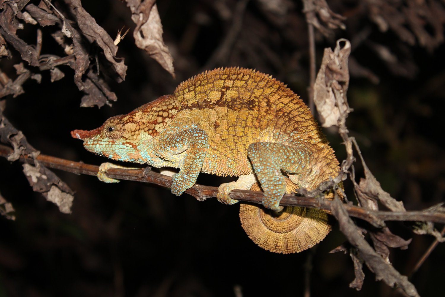 A Guide to the Chameleons of Madagascar | Exotics Keeper Magazine