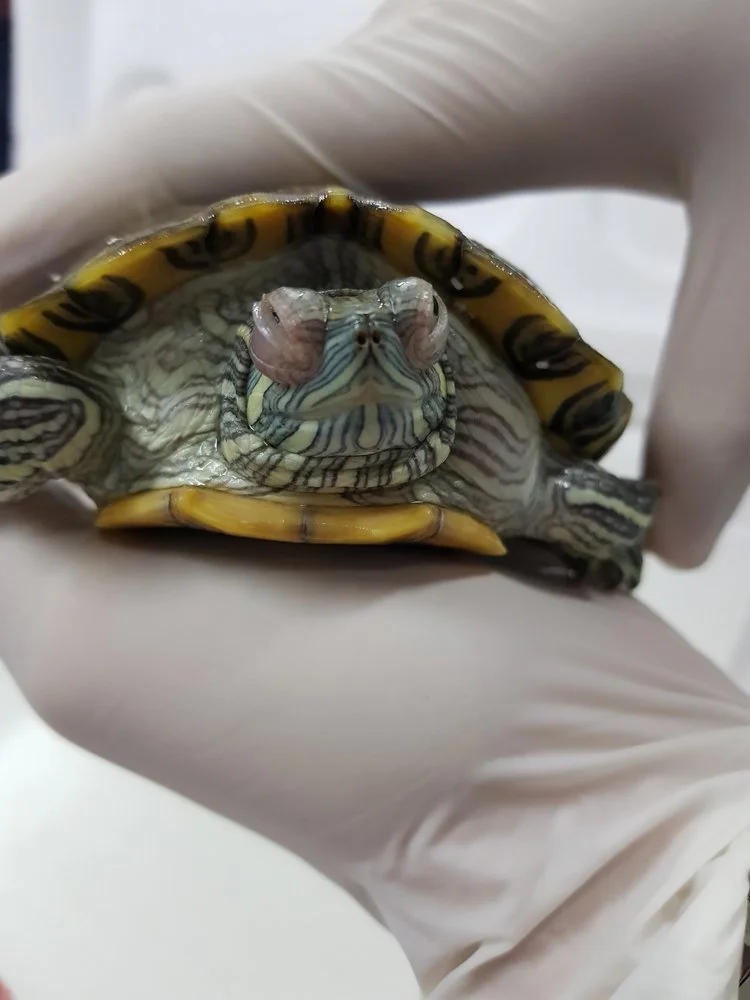 Veterinary Advice for Sick Turtles/Terrapins — Exotics Keeper