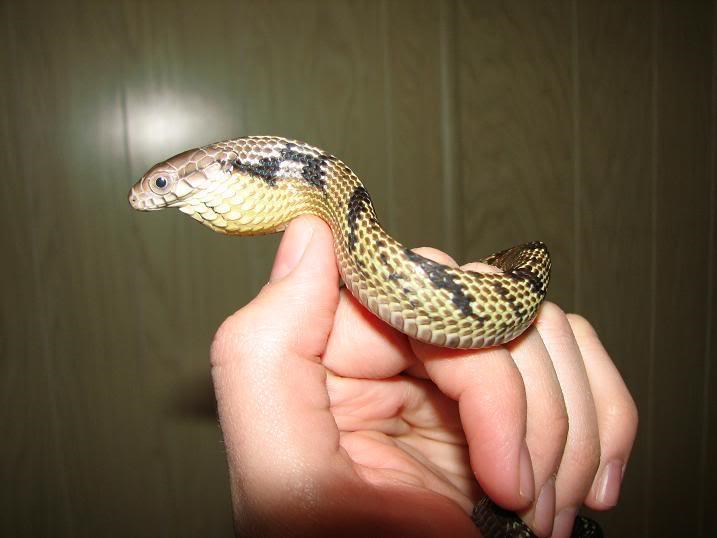 Passion for Puffing Snakes (Spilotes sulphureus) — Exotics Keeper