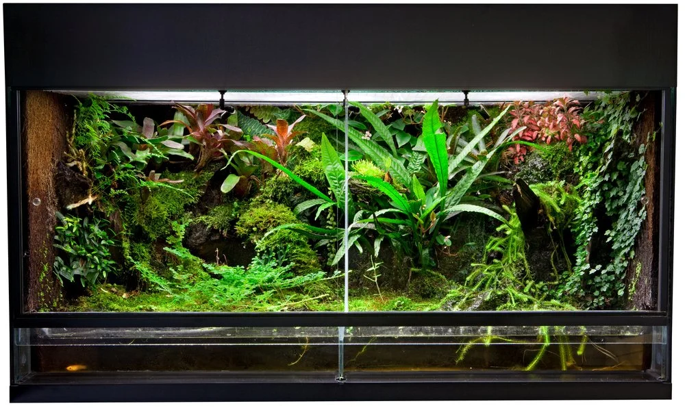 The Ultimate Guide to Terrarium Plants | Exotics Keeper Magazine