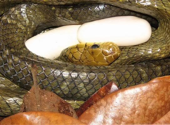Passion for Puffing Snakes (Spilotes sulphureus) — Exotics Keeper