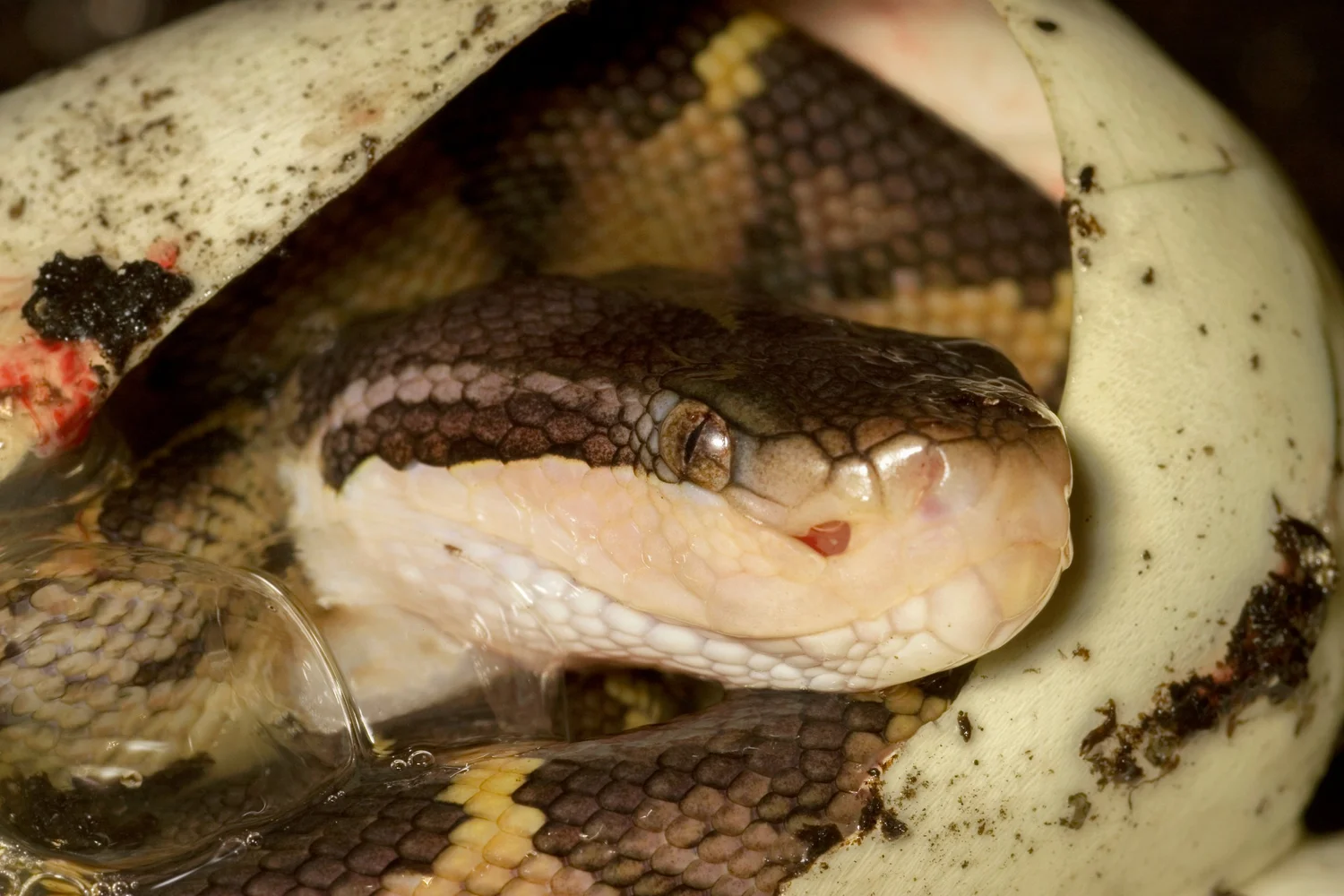 Bushmasters: Legends of the Rainforest | Exotics Keeper Magazine