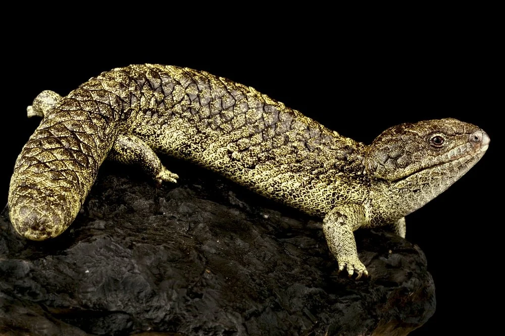 Lovestruck Lizards: The Monogamous Relationships of Shingleback Skinks ...