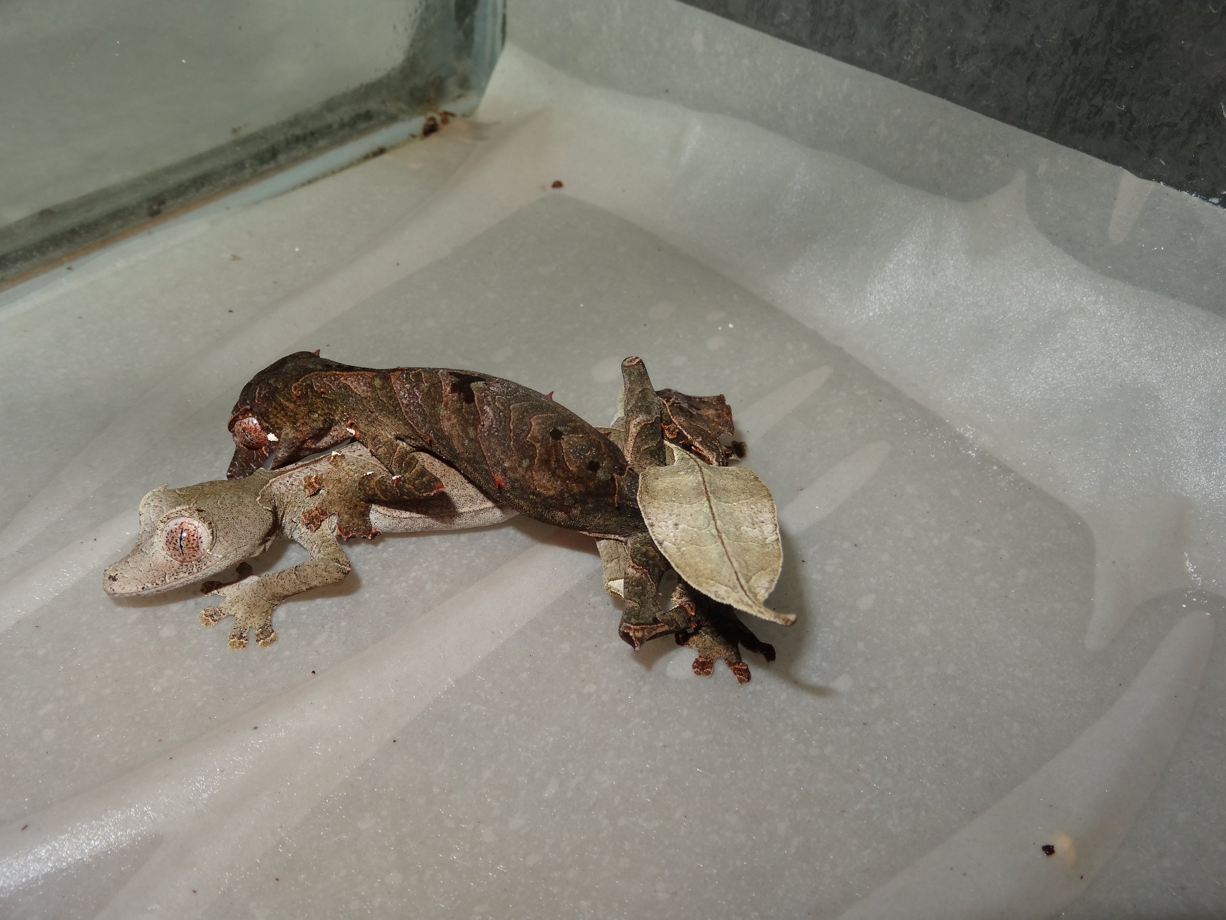 Captive Breeding Satanic Leaf-Tailed Geckos — Exotics Keeper