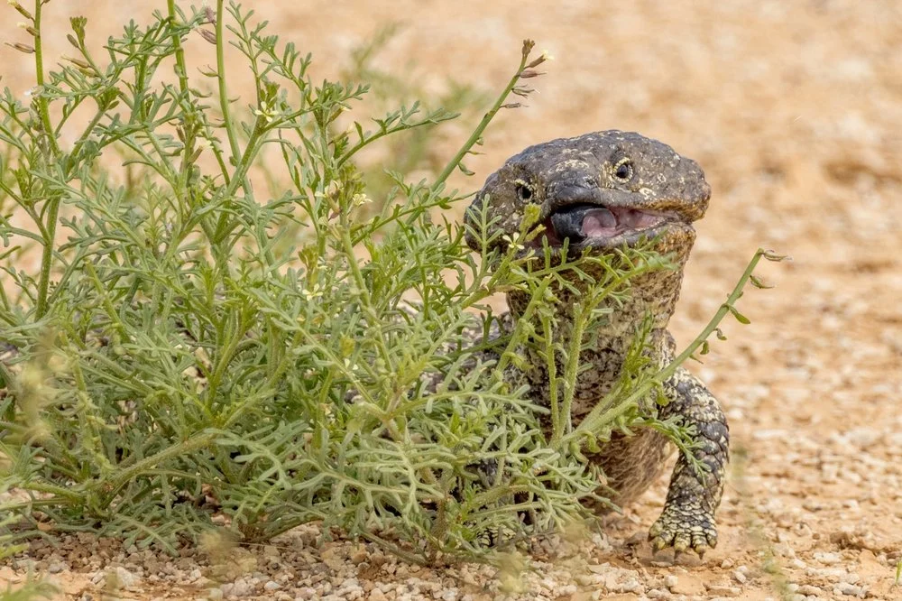 Lovestruck Lizards: The Monogamous Relationships of Shingleback Skinks — Exotics Keeper