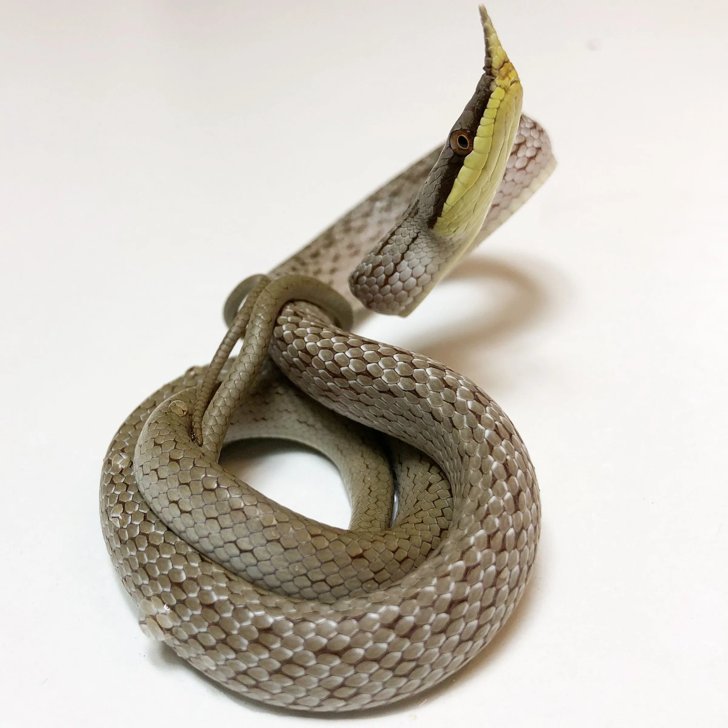 Snakes with the Horn — Exotics Keeper