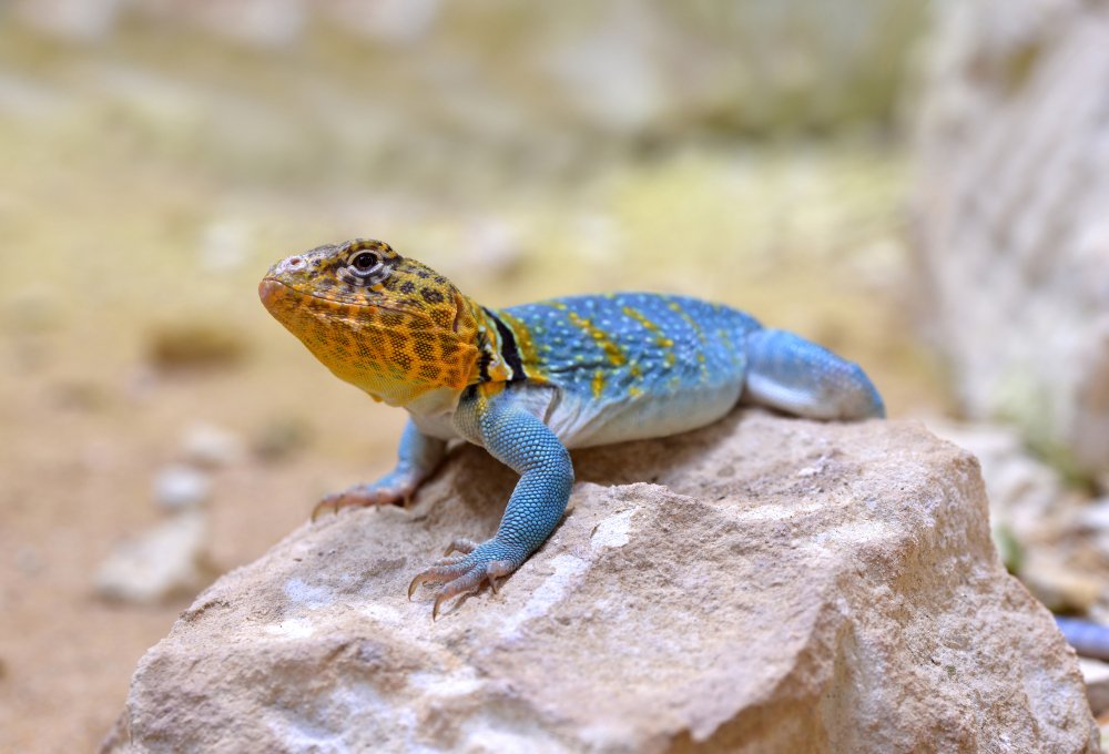 Species Spotlight - Collared Lizards | Exotics Keeper Magazine