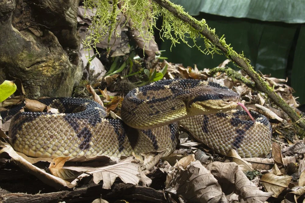 Bushmasters: Legends of the Rainforest | Exotics Keeper Magazine