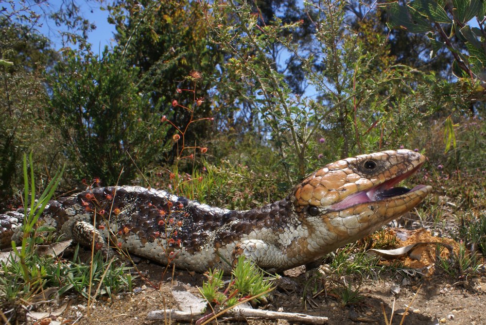 Lovestruck Lizards: The Monogamous Relationships of Shingleback Skinks ...