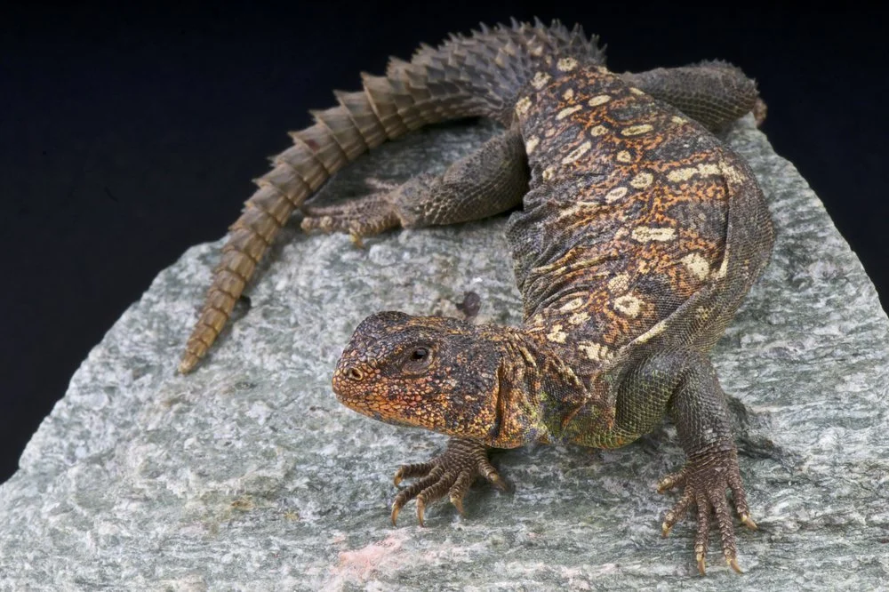 Mastering Uromastyx Husbandry and Breeding — Exotics Keeper