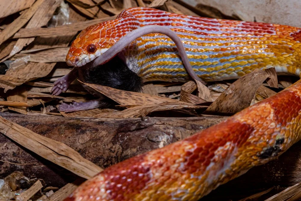 Corn Snakes in the Wild & History of Captive Breeding — Exotics Keeper