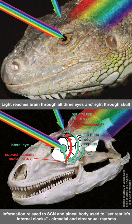 The Complete Guide to Lighting — Exotics Keeper