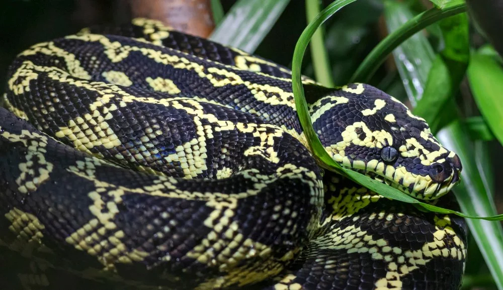 Much Morelia than meets the eye | Exotics Keeper Magazine