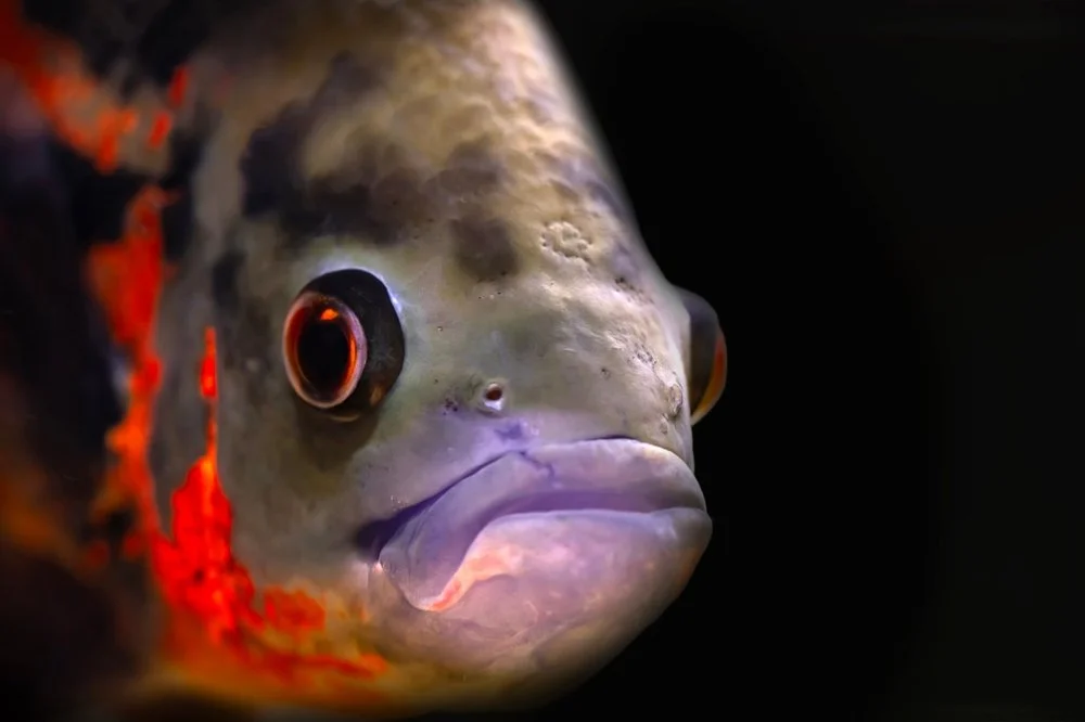 The Best (and Worst) Pet Fish — Exotics Keeper