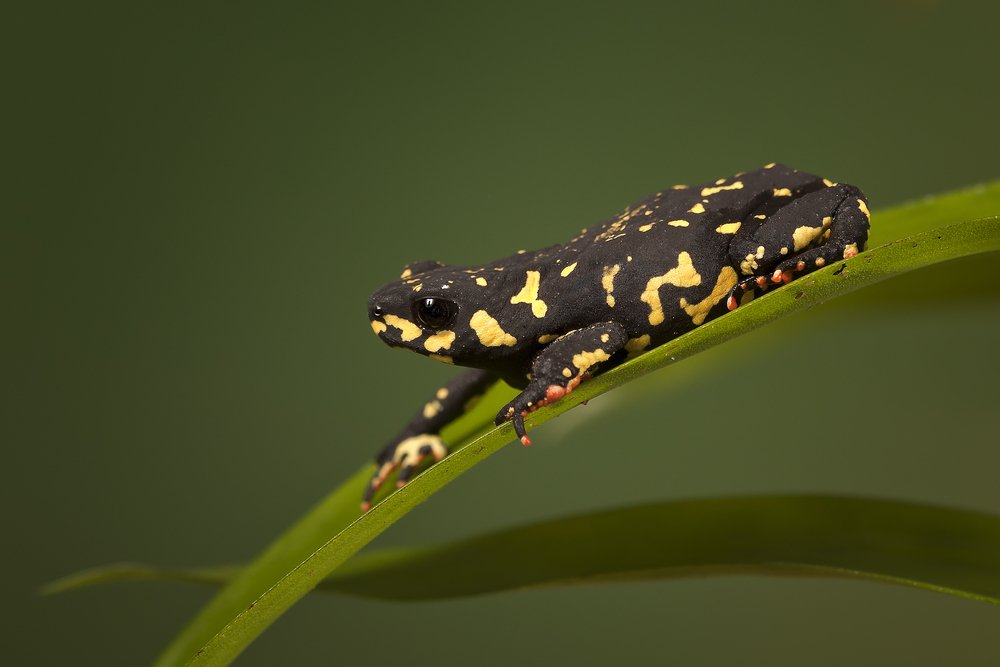Species Spotlight: Bumblebee Toad — Exotics Keeper