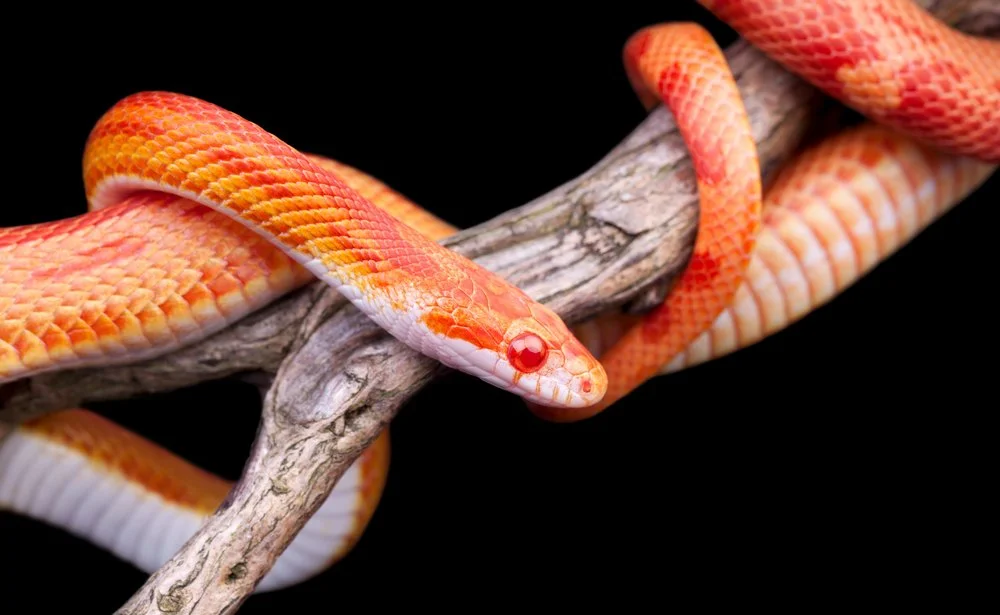 Corn Snakes in the Wild & History of Captive Breeding — Exotics Keeper