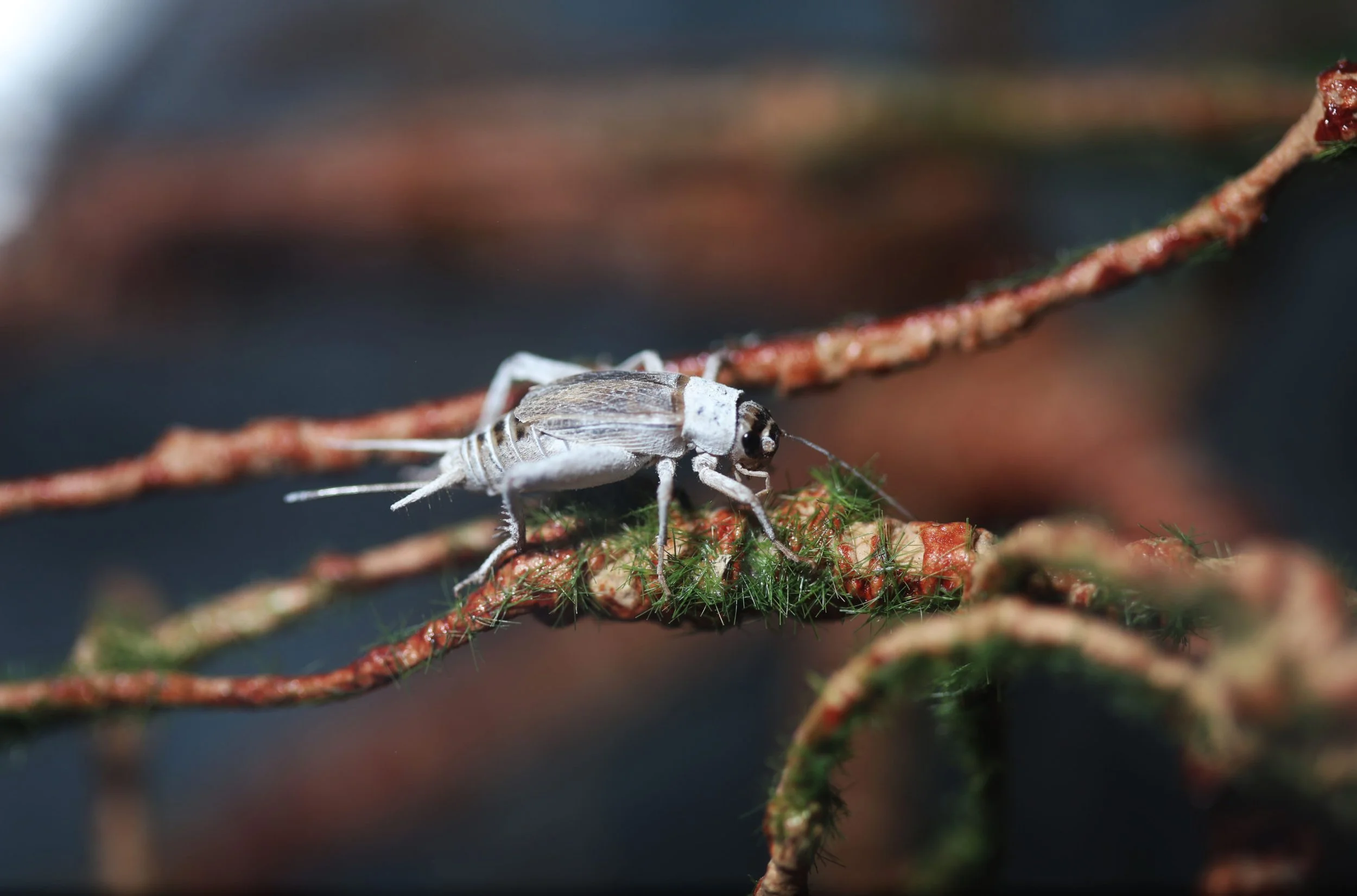 The Complete Guide to Lighting — Exotics Keeper