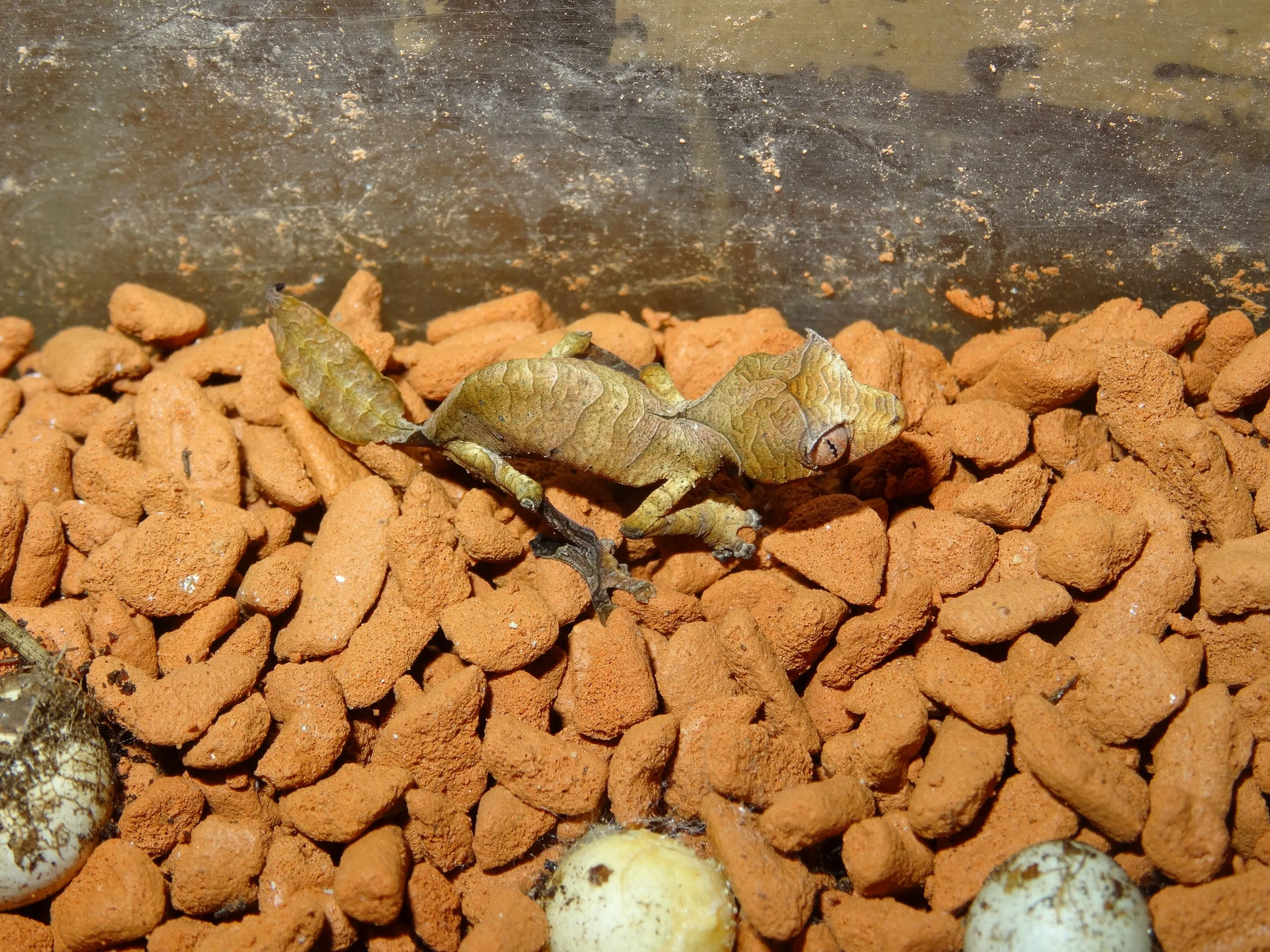Captive Breeding Satanic Leaf-Tailed Geckos — Exotics Keeper