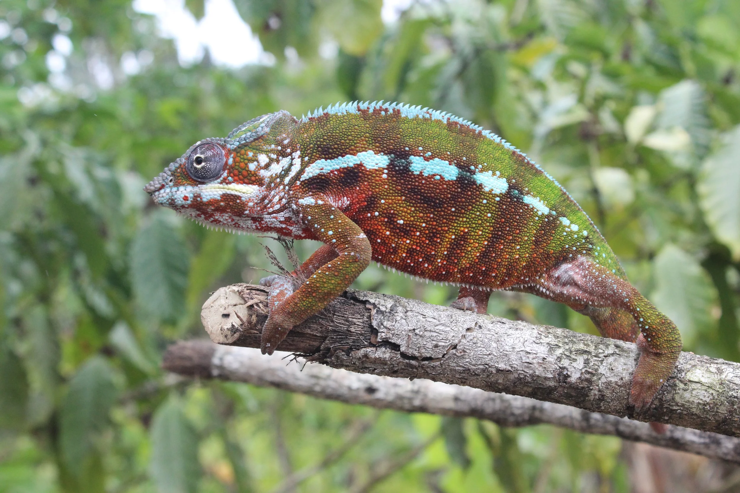 The Chameleons of Madagascar: An Overview | Exotics Keeper Magazine