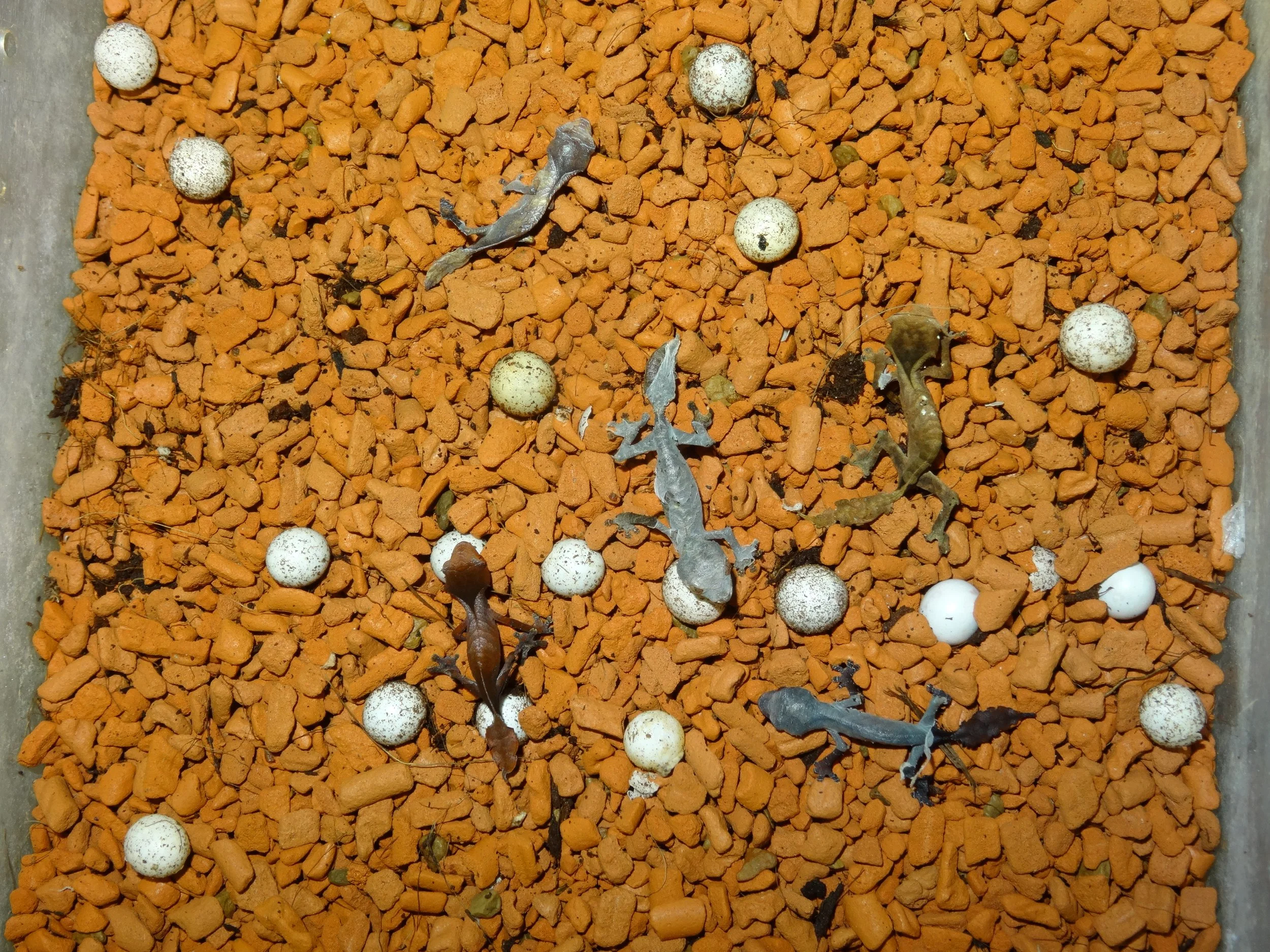 Captive Breeding Satanic Leaf-Tailed Geckos — Exotics Keeper