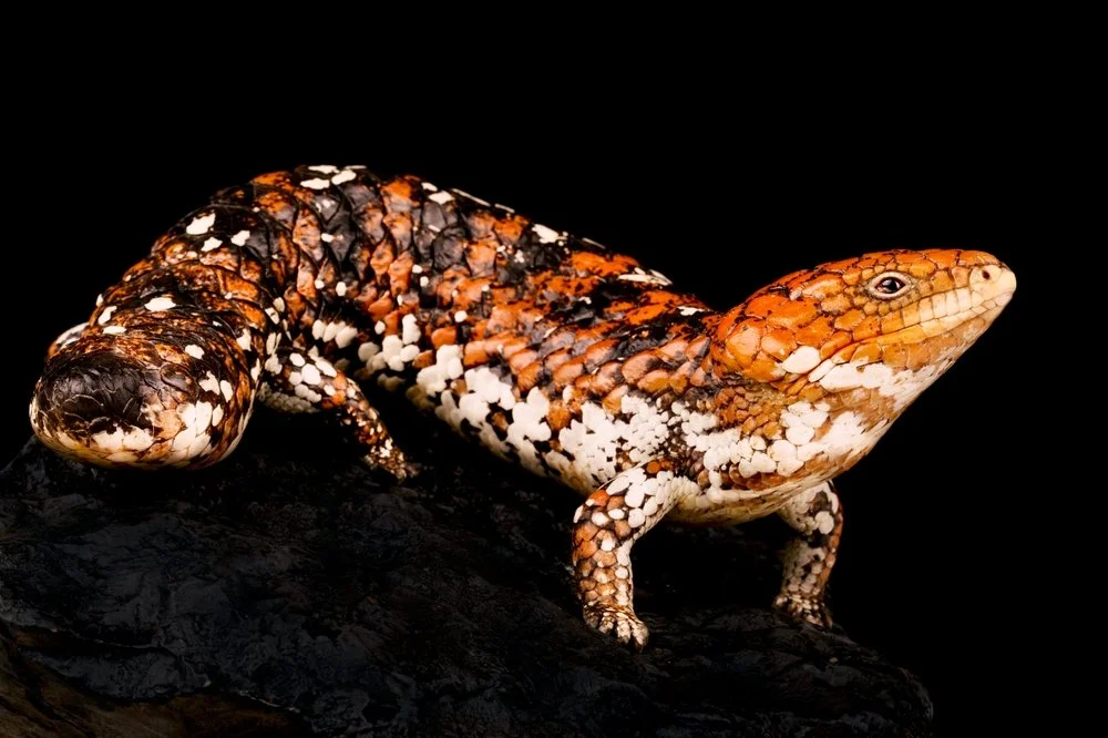 Lovestruck Lizards: The Monogamous Relationships of Shingleback Skinks ...