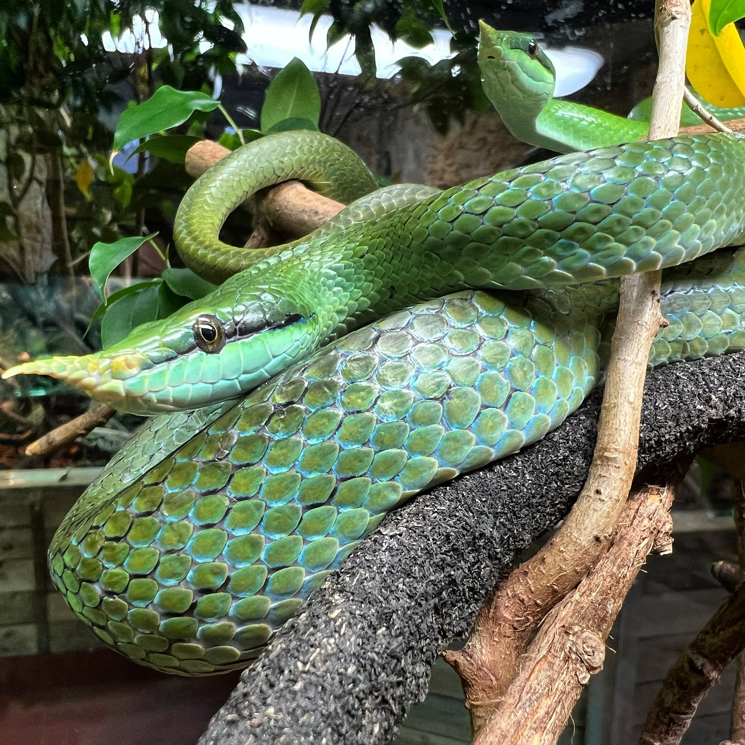 Snakes with the Horn — Exotics Keeper