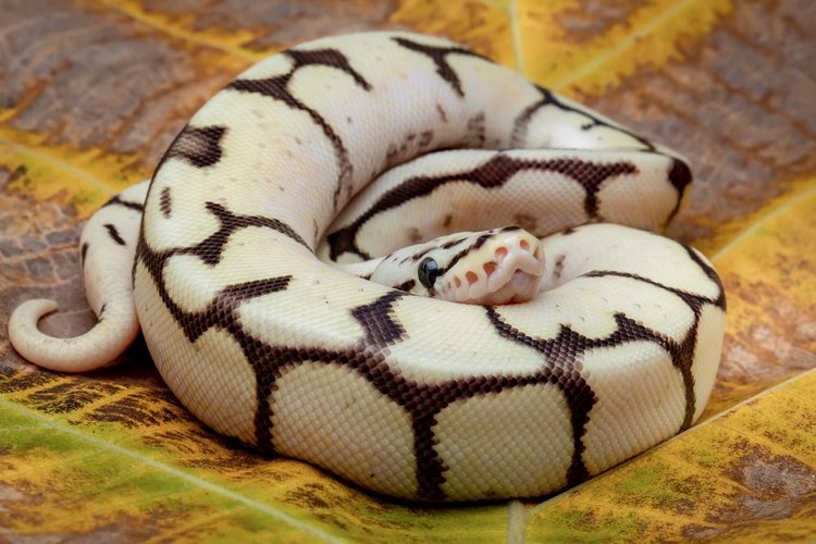 Treated Like Royalty: Evidence-Based Care for Royal/Ball Pythons ...