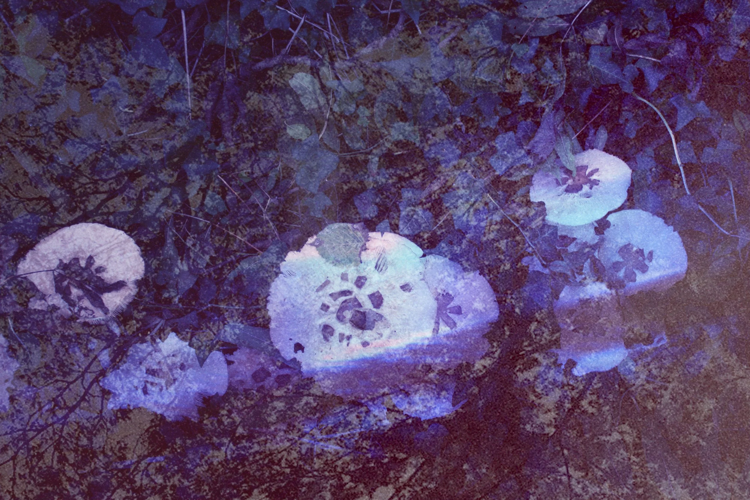 Live Jazz Gigs — ALEX MERRITT