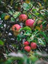 Title Easy Small Batch Apple Butter Made with Wild Apples — Carol's ...