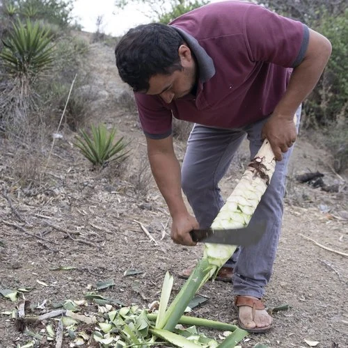 CHUCHO Y PONCHO SÁNCHEZ — mezcal mal bien