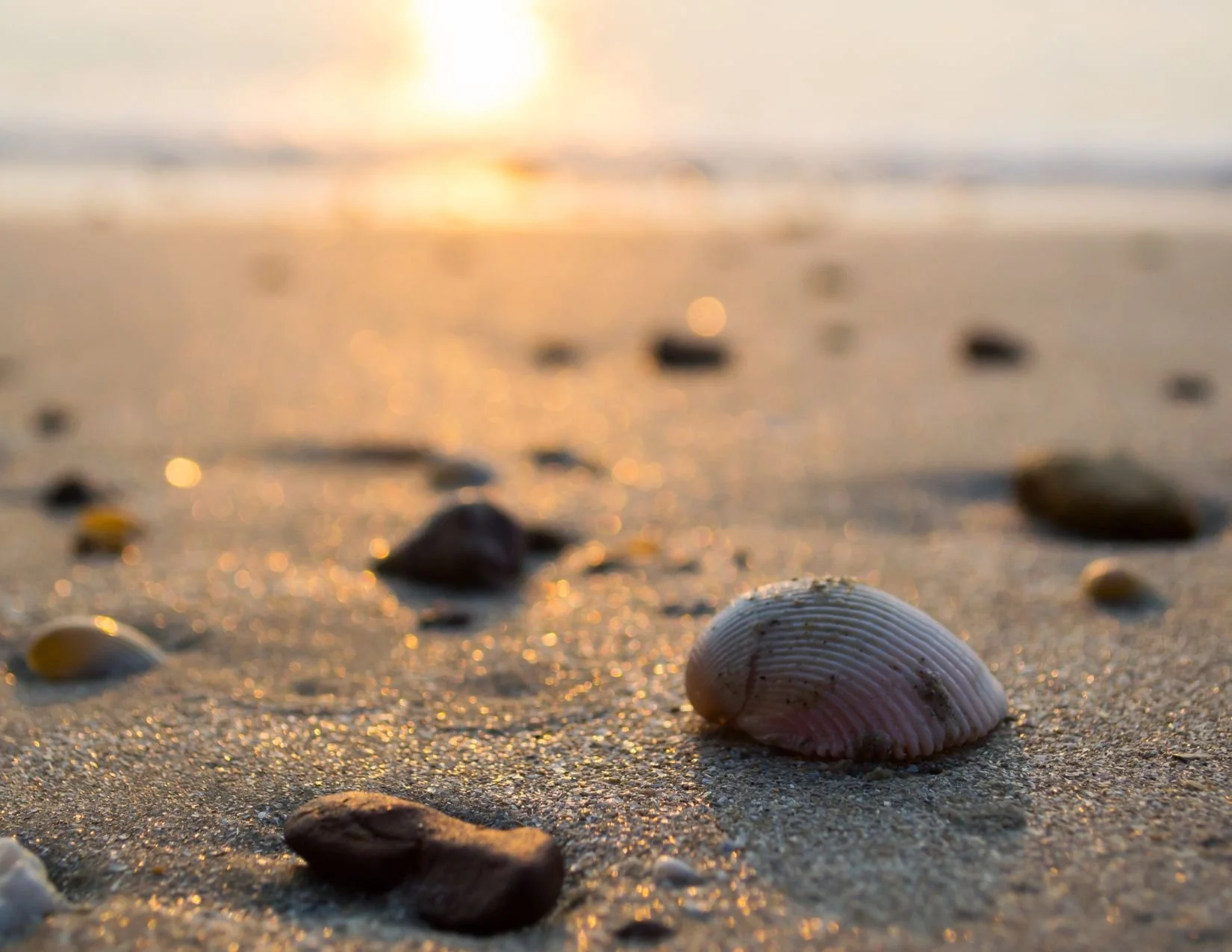 Outer Banks Beachcomber's Guide — Danielle Taylor
