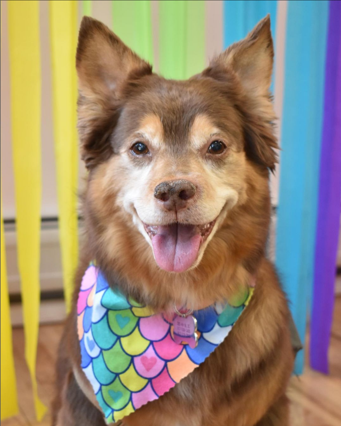 GROOMING SERVICES — Downtown Woody's Dog Groomers