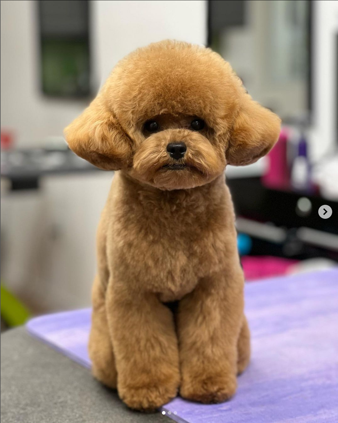 GROOMING SERVICES — Downtown Woody's Dog Groomers