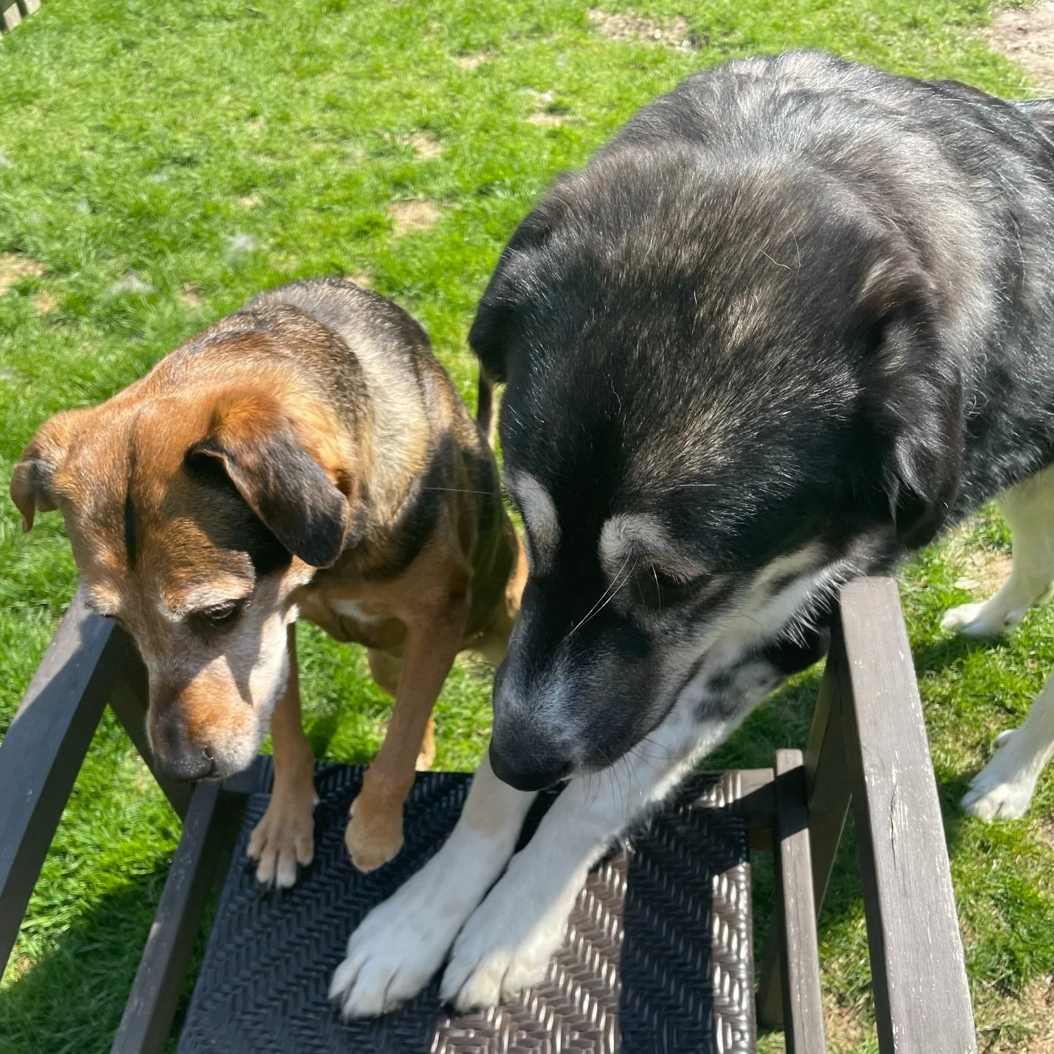 Services — Paws Play Zone