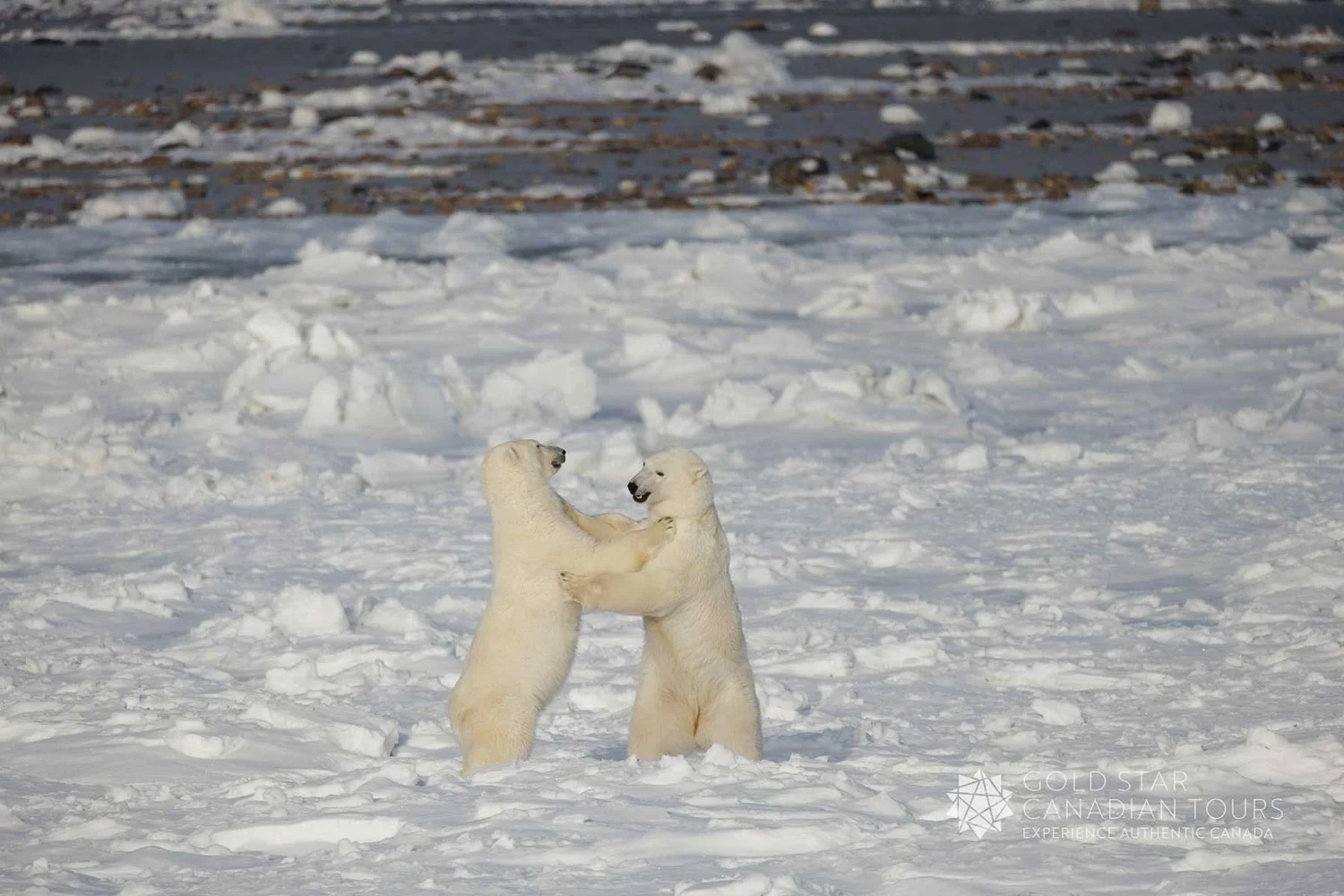 Purchase Your 1-Day Polar Bear Expedition Ticket — Gold Star Canadian Tours